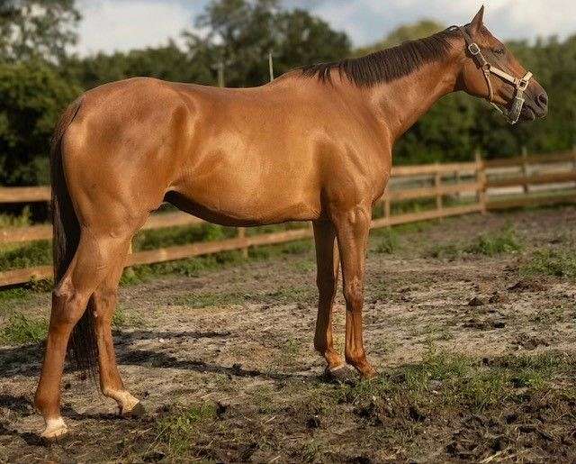 Ruby- Beautiful Thoroughbred Hunter / Jumper Prospect-