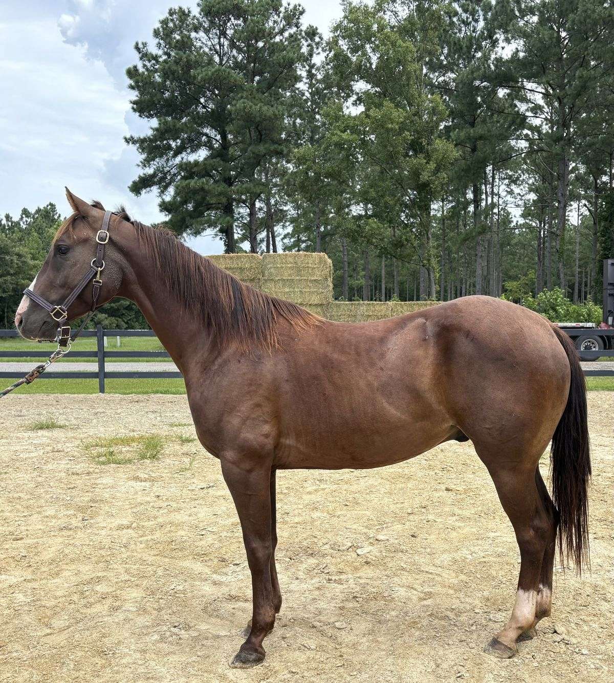 Registered QH Gelding