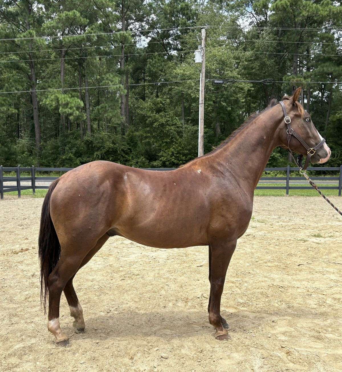 Registered QH Gelding