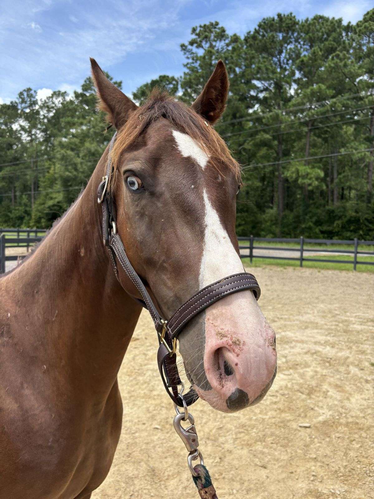 Registered QH Gelding