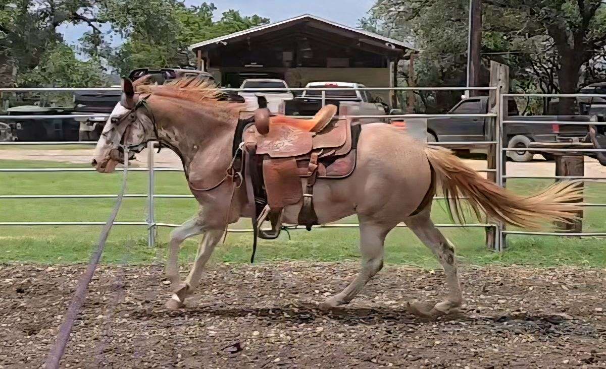 Super Athletic Sorrel Sabino Roan
