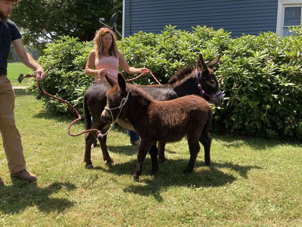 Miniature Donkey for Sale