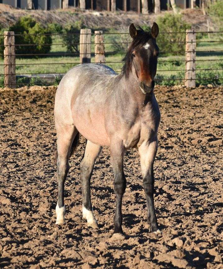 Bay Roan Yearling Gelding With Foundation Breeding