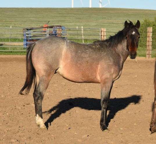 Bay Roan Yearling Gelding With Foundation Breeding