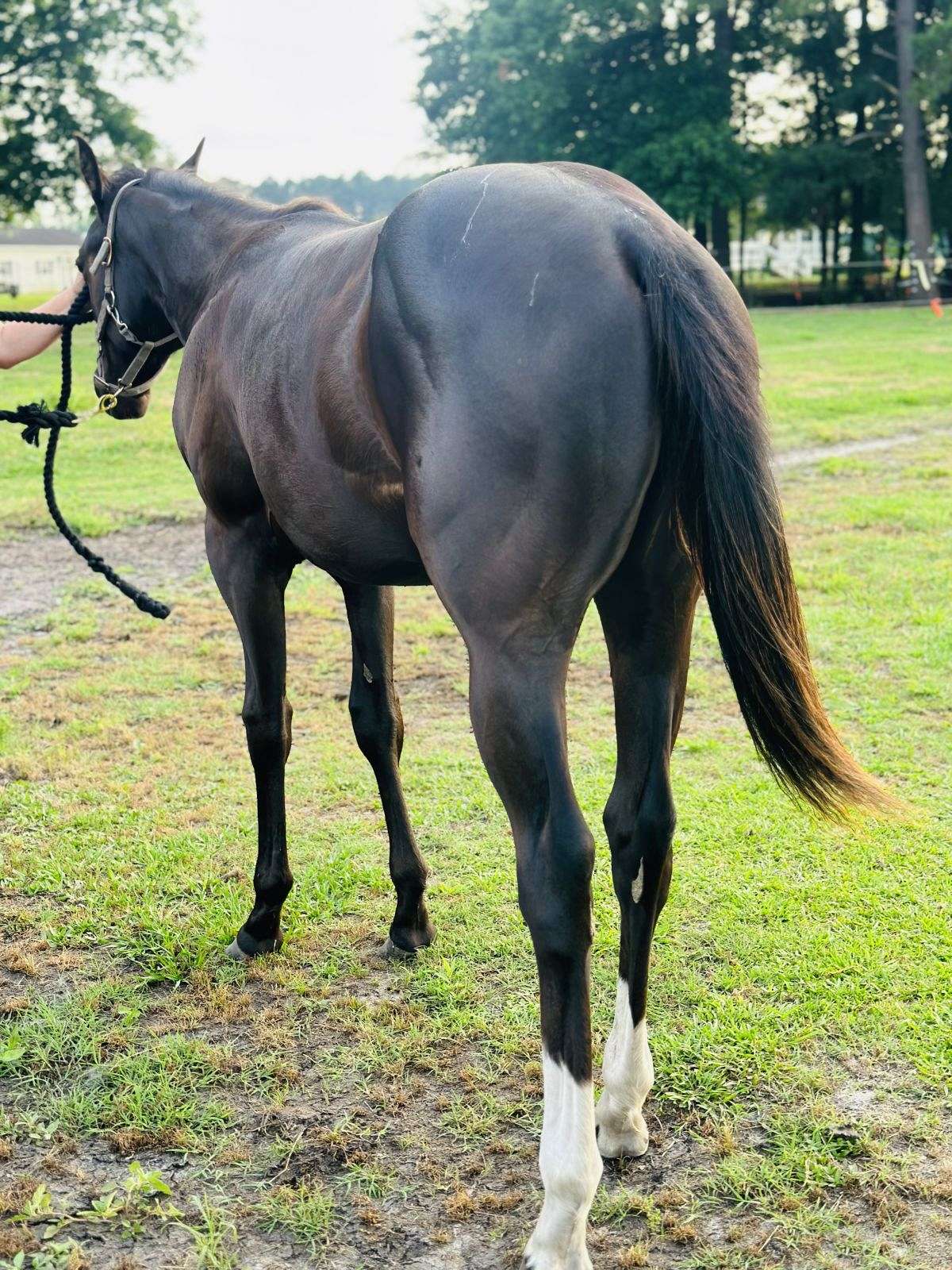 Black Gelding Yearling