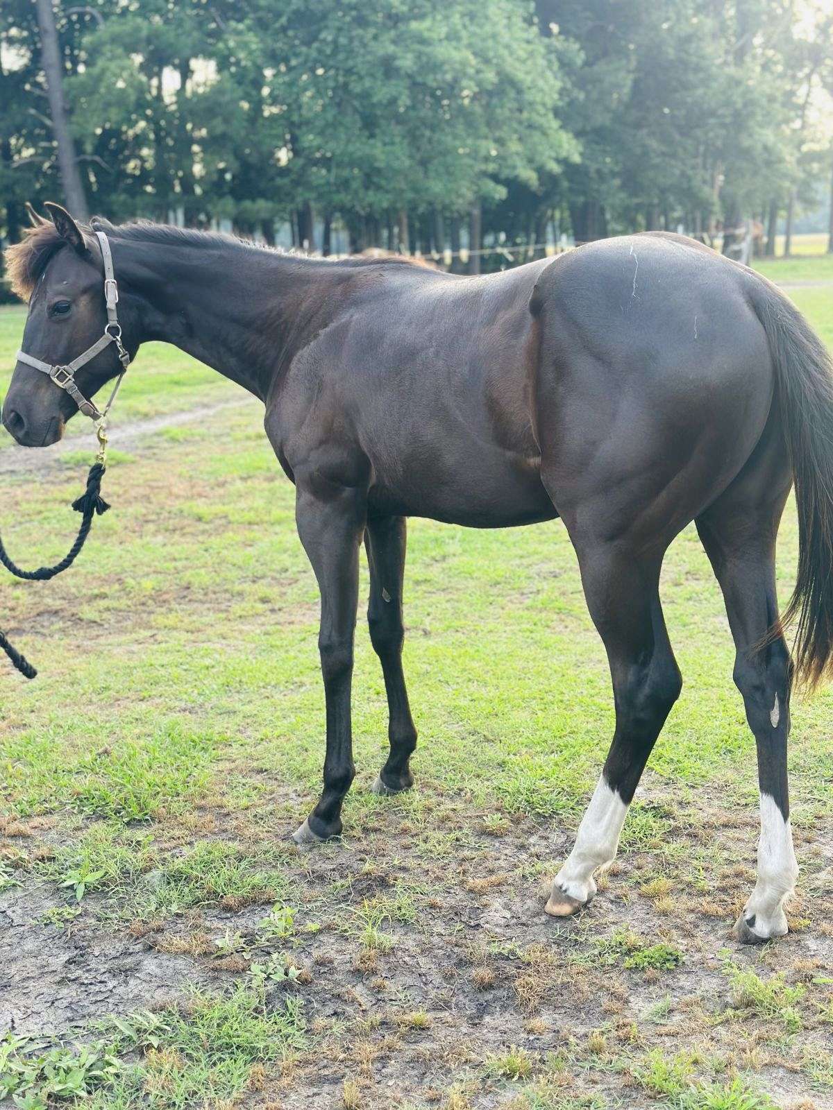 Black Gelding Yearling
