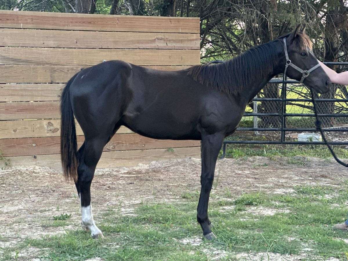 Black Gelding Yearling