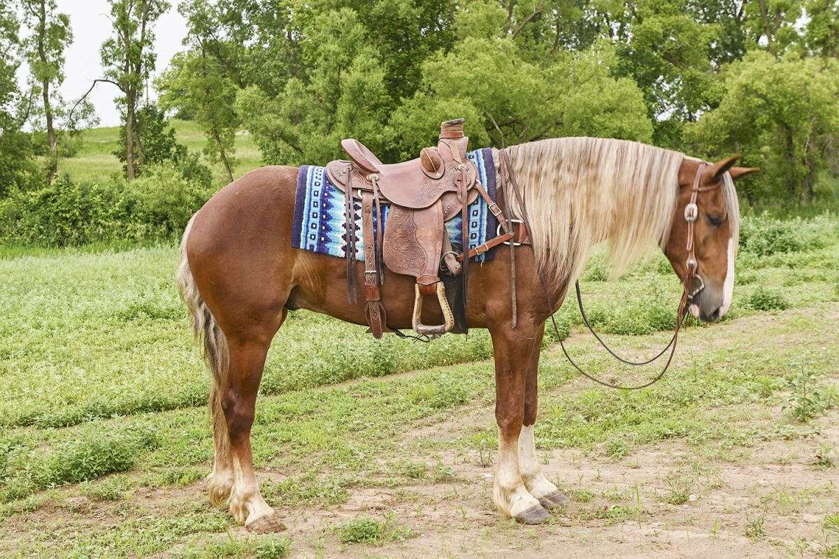 Hip #7 At Montana Horse Progress Days On August 2, 2025 in Moore, MT