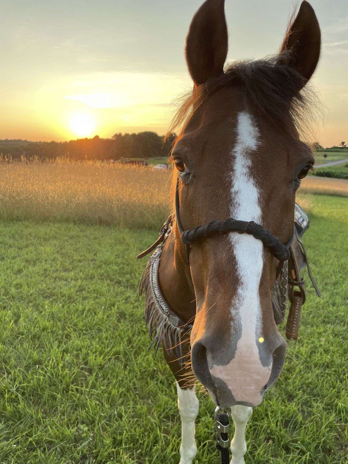 Beautiful, Friendly 14 Year Old Paint Gelding for Sale