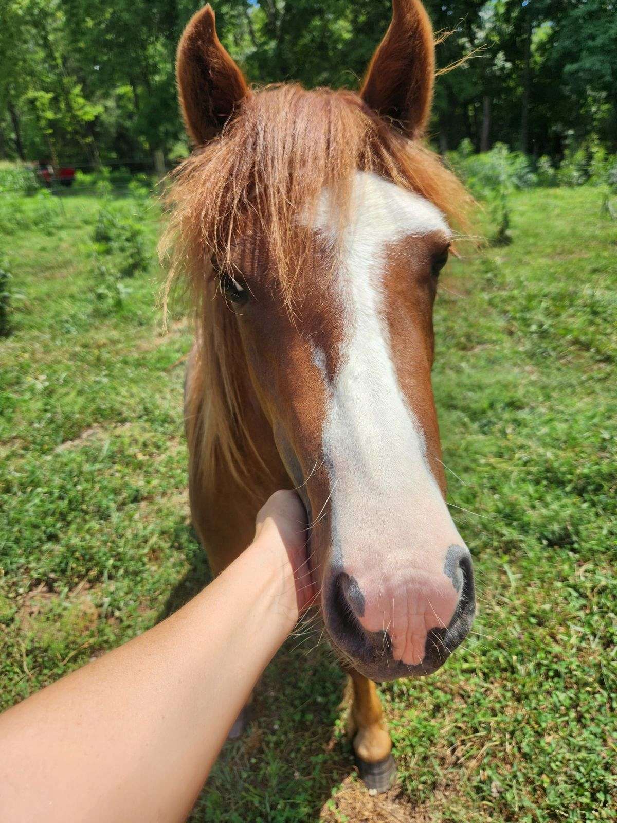 Registered Gypsy Vanner X
