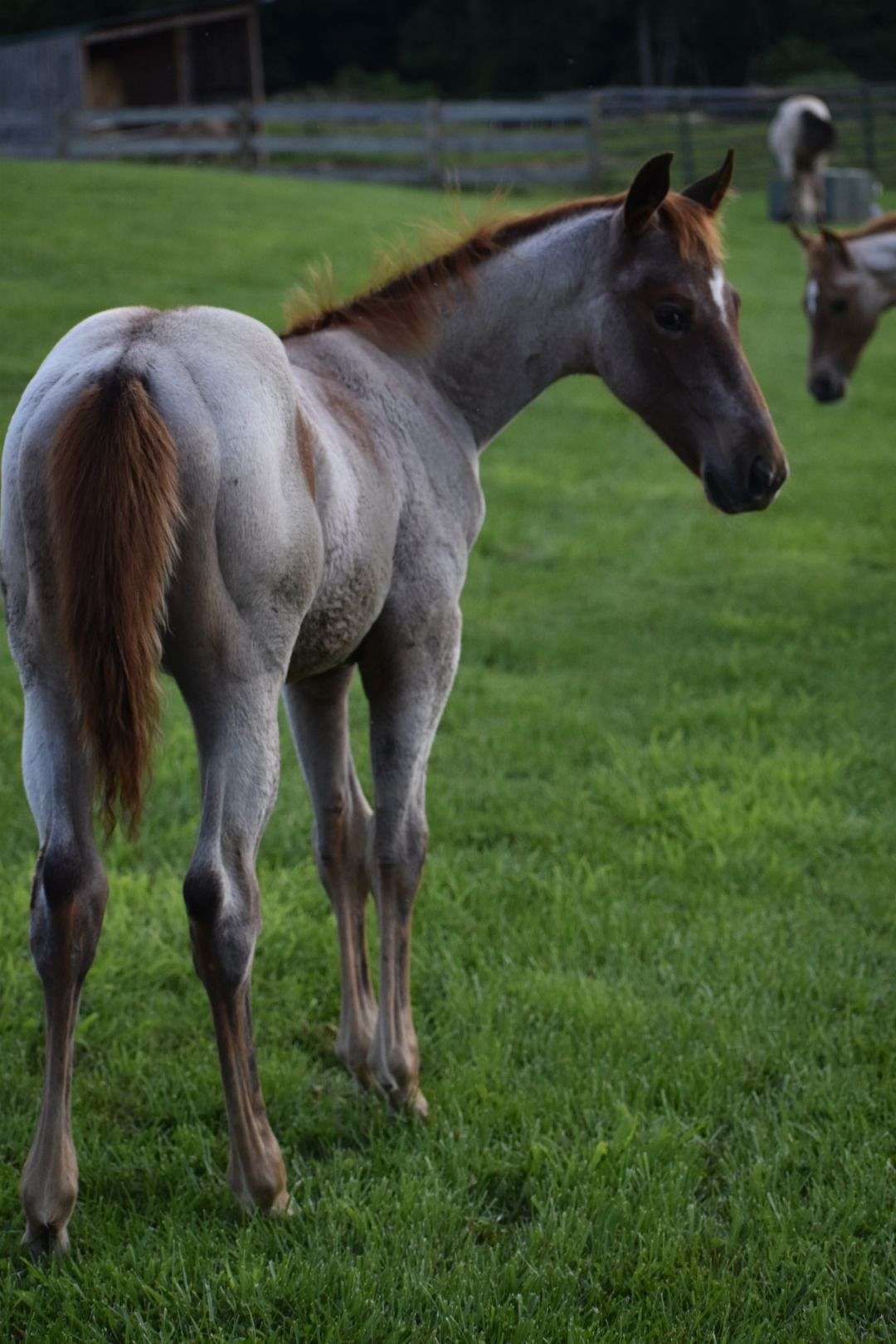 Red Roan AQHA Filly