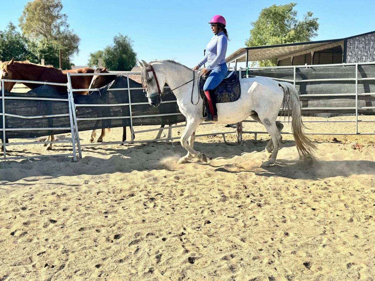 Registered Spanish Mare Perfect Horse for Trails Riding
