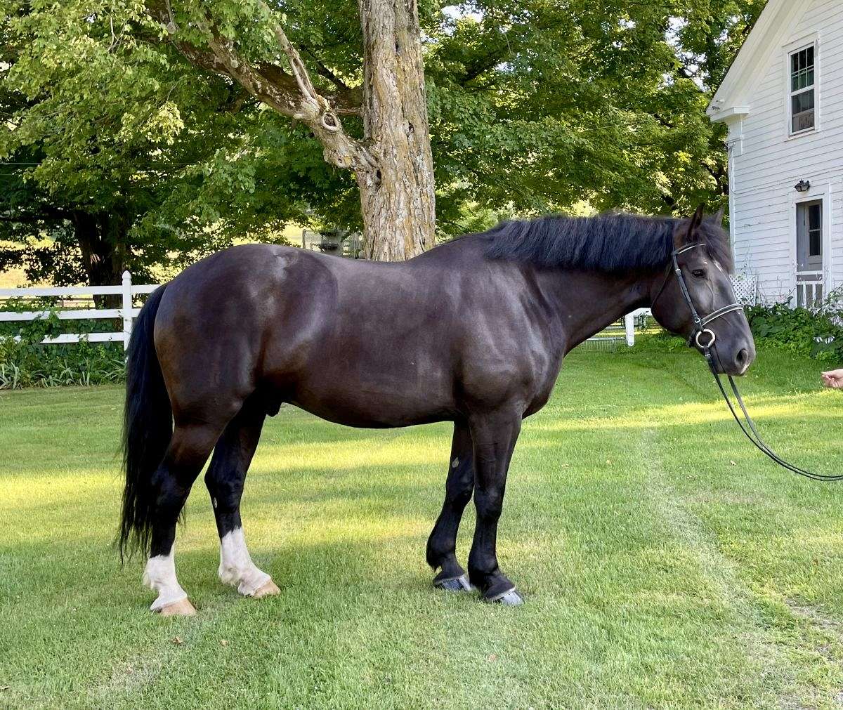 Quiet, Safe, and Fun Percheron/QH Gelding