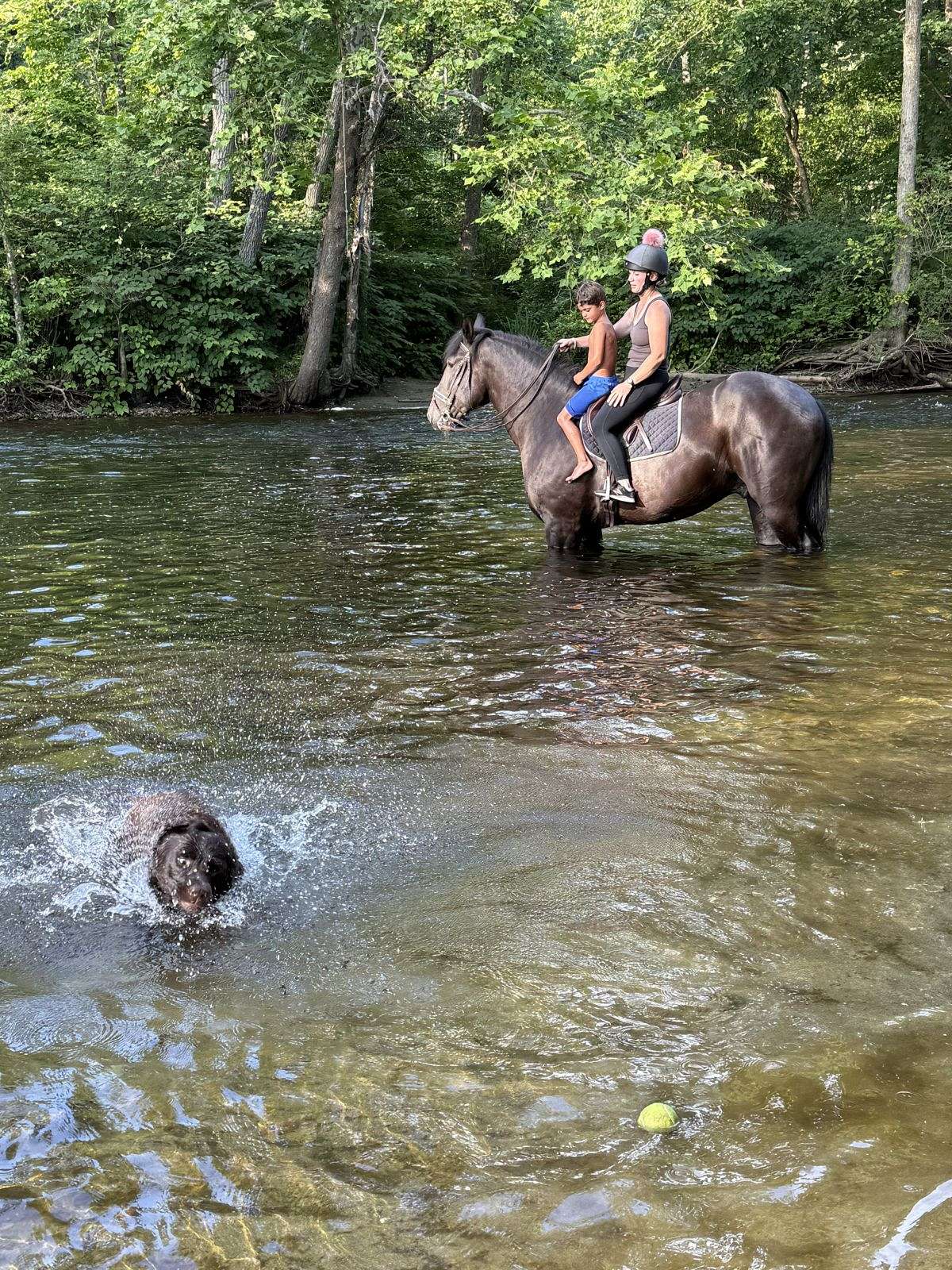 Quiet, Safe, and Fun Percheron/QH Gelding