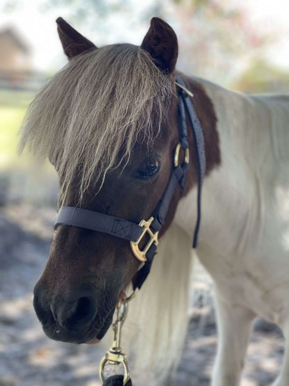 Kringle - Mini Paint Stud