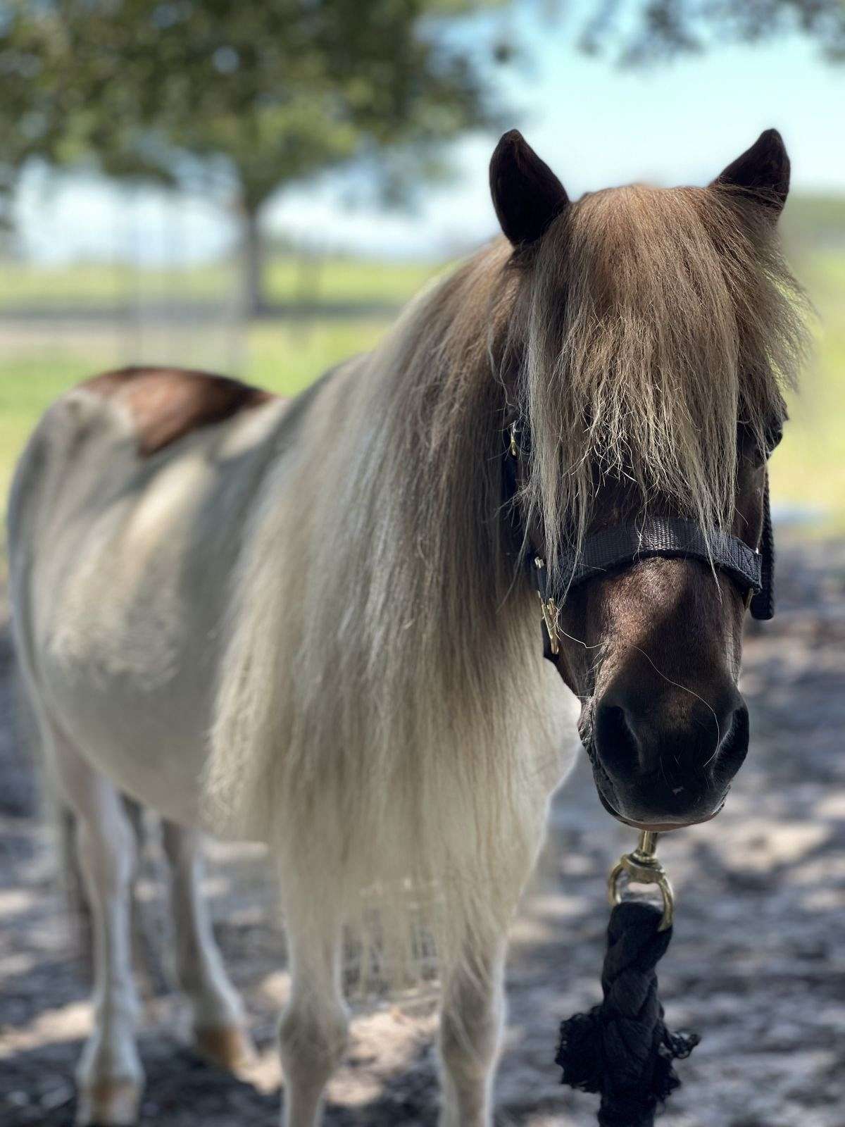 Kringle - Mini Paint Stud