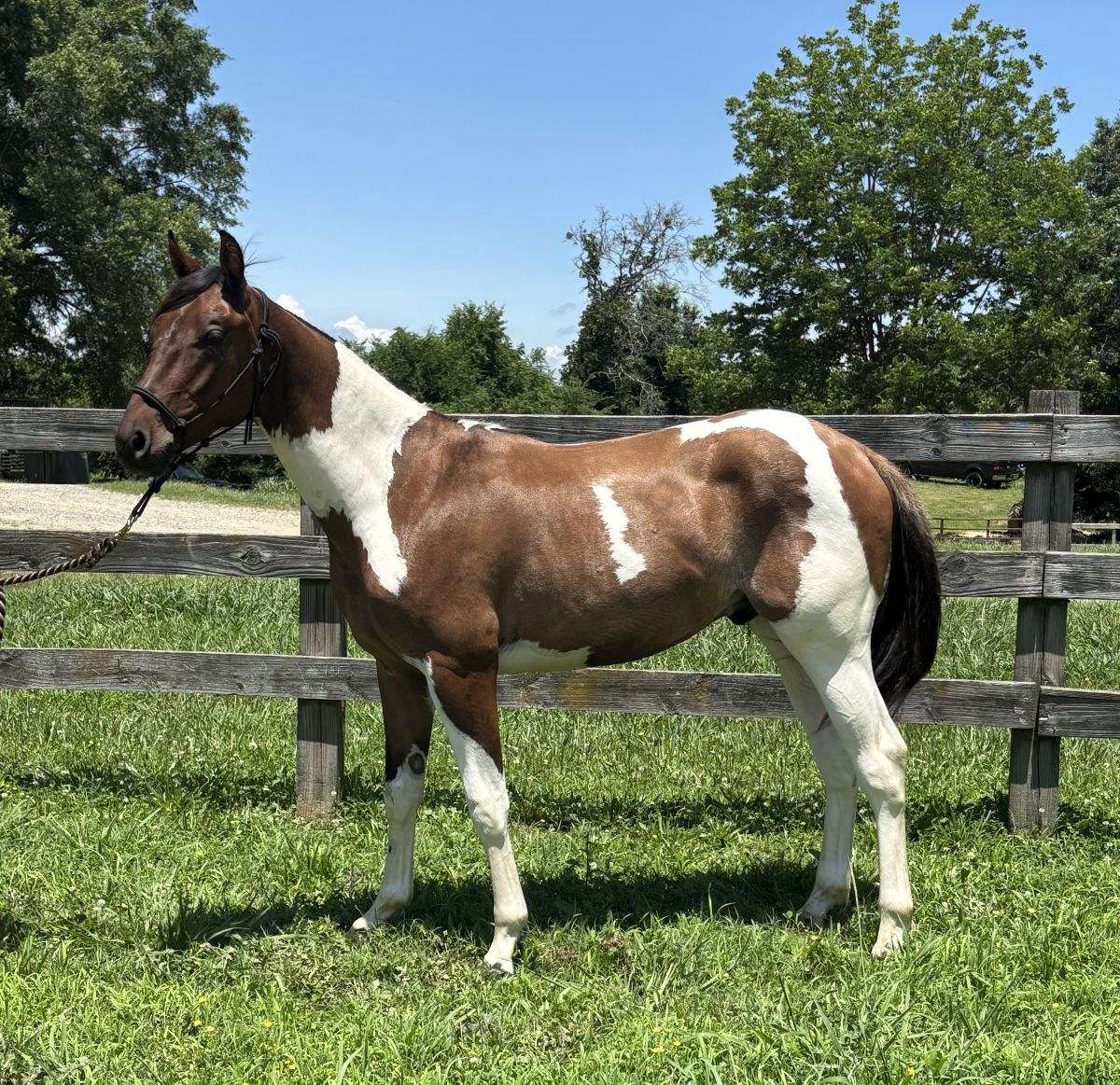 Dual Delta Rey X Louvie be a Hustler 2024 Yearling Colt