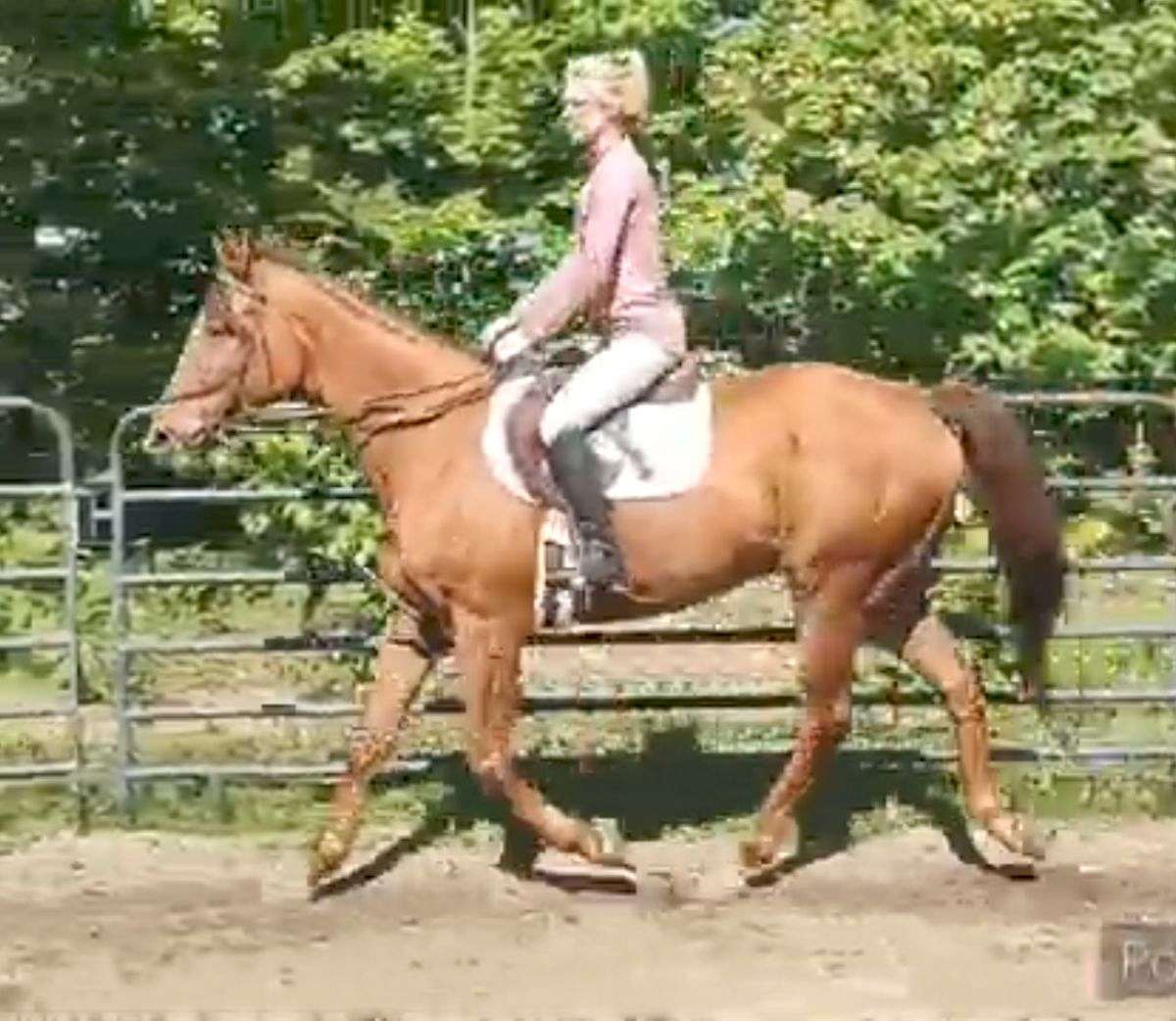 2015 OTTB Gelding