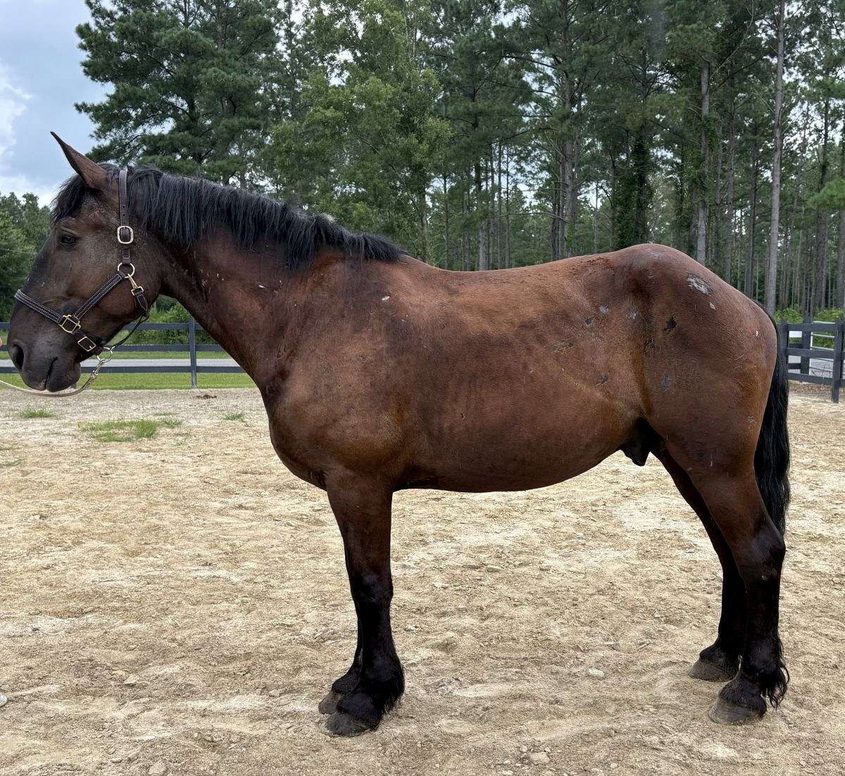 Bombproof Percheron Cross