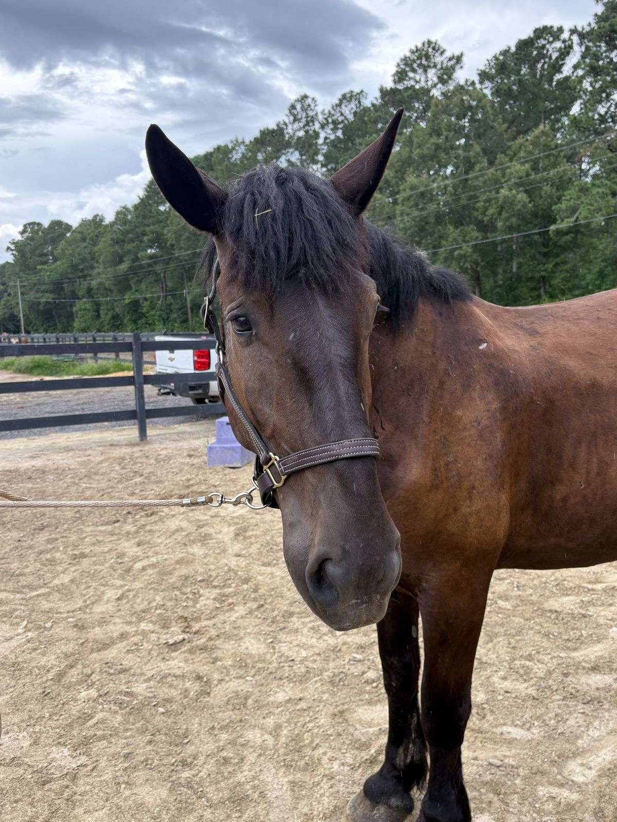 Bombproof Percheron Cross