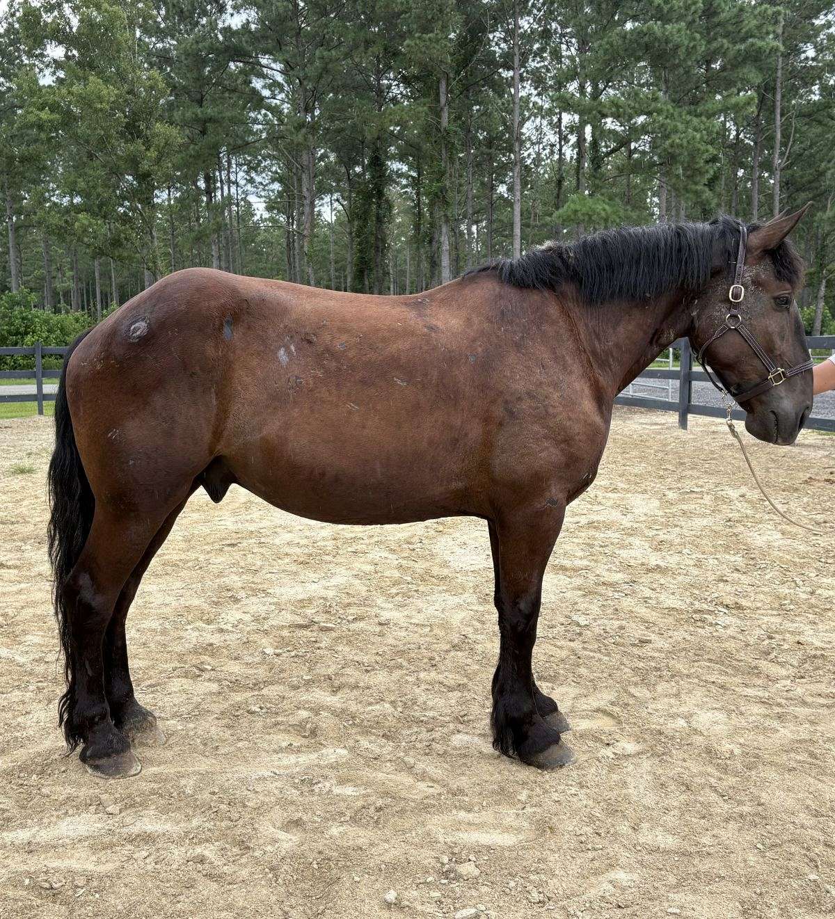 Bombproof Percheron Cross
