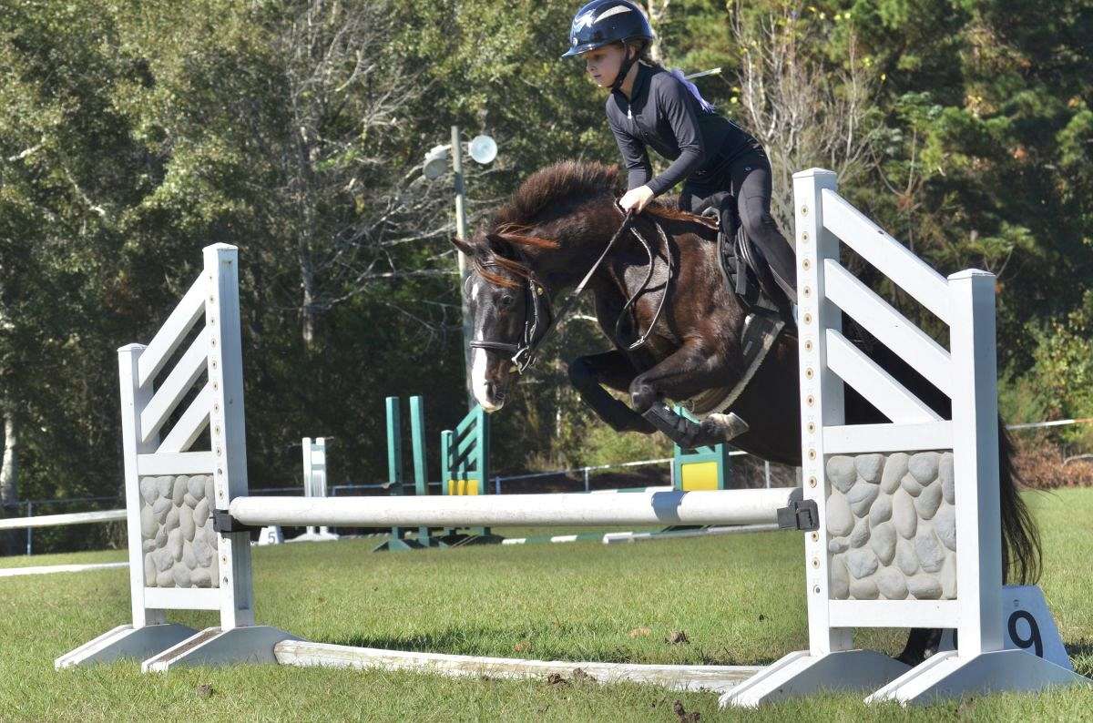 7 Year Old Registered American Shetland Pony