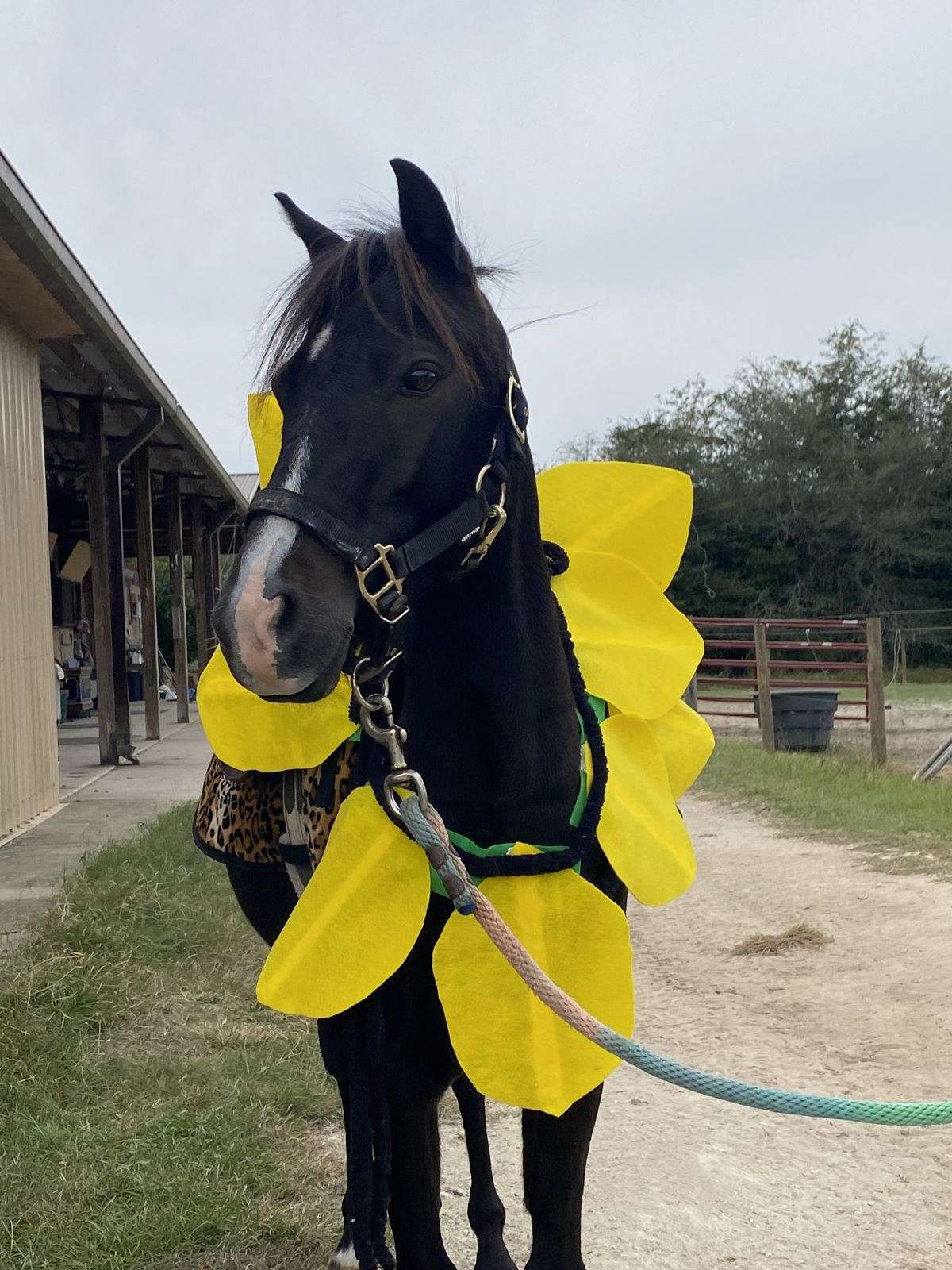 7 Year Old Registered American Shetland Pony