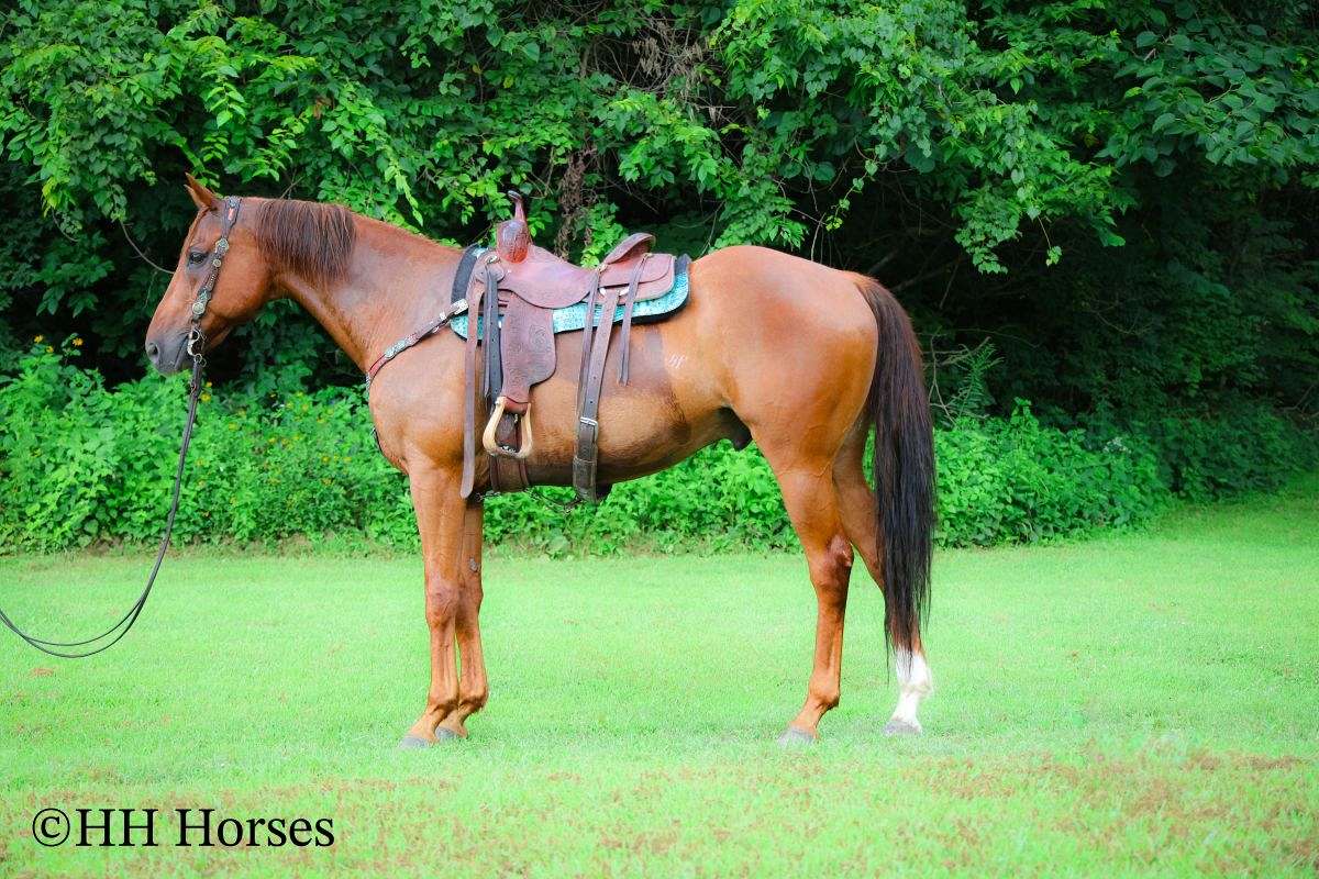 Big Experienced Sorrel Ranch Gelding, Neck Reins, Obedient, Easy to Ride