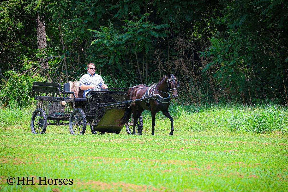 Fancy Black Quarter Pony Gelding, Broke to Ride and Drive, Gentle and Quiet