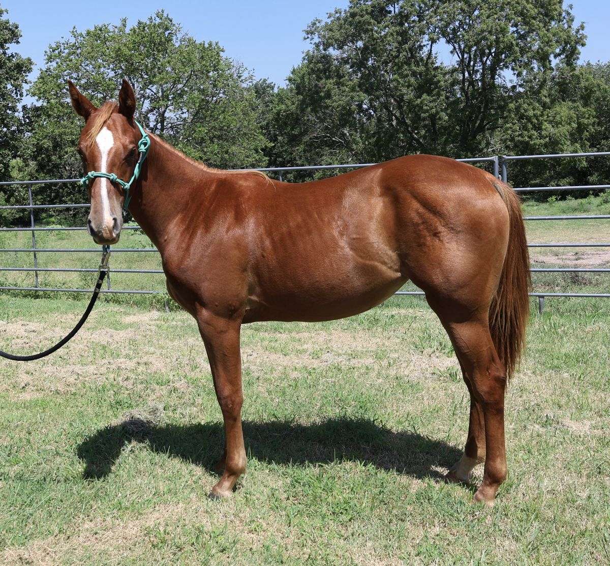 Super Sweet, Gentle, Well Mannered Yearling Filly in Oklahoma At Topwind