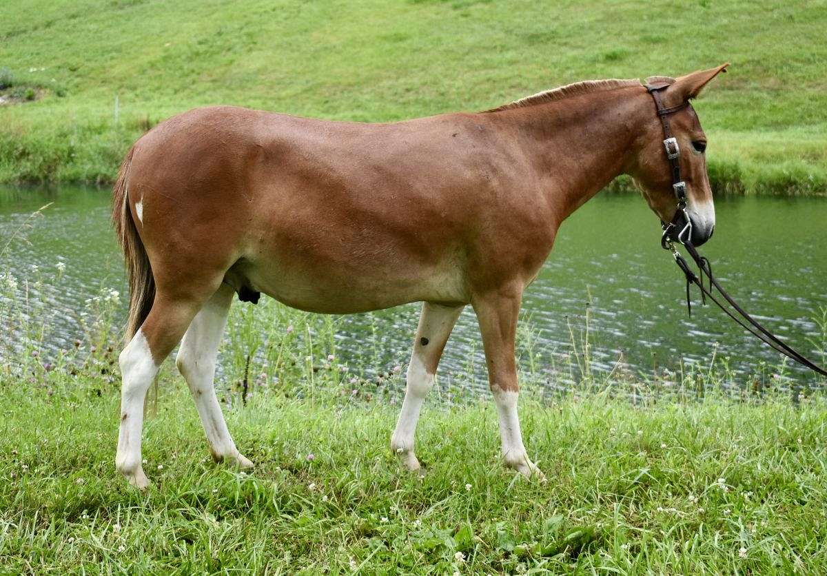 Ride, Drive, Trick – Johnny Does It All!