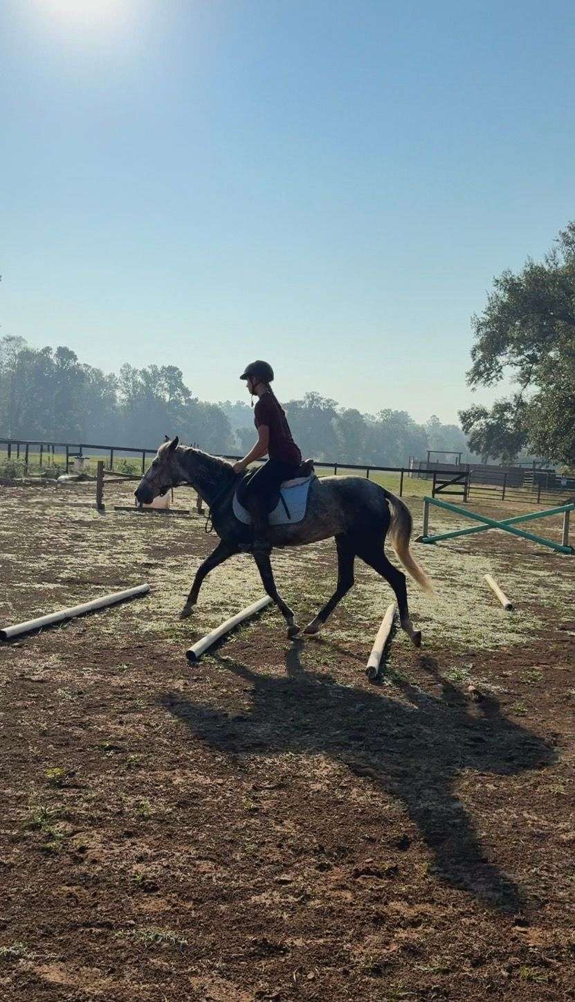 Dapple Grey, Once in a Lifetime, Hunter/Jumper Prospect, Iris