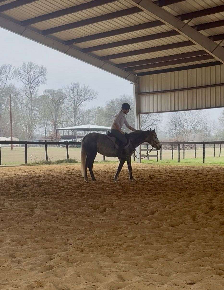 Dapple Grey, Once in a Lifetime, Hunter/Jumper/Eventing Prospect, Iris