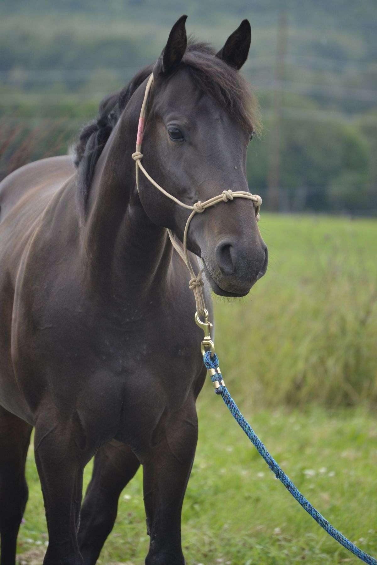 2020 AQHA Black Mare