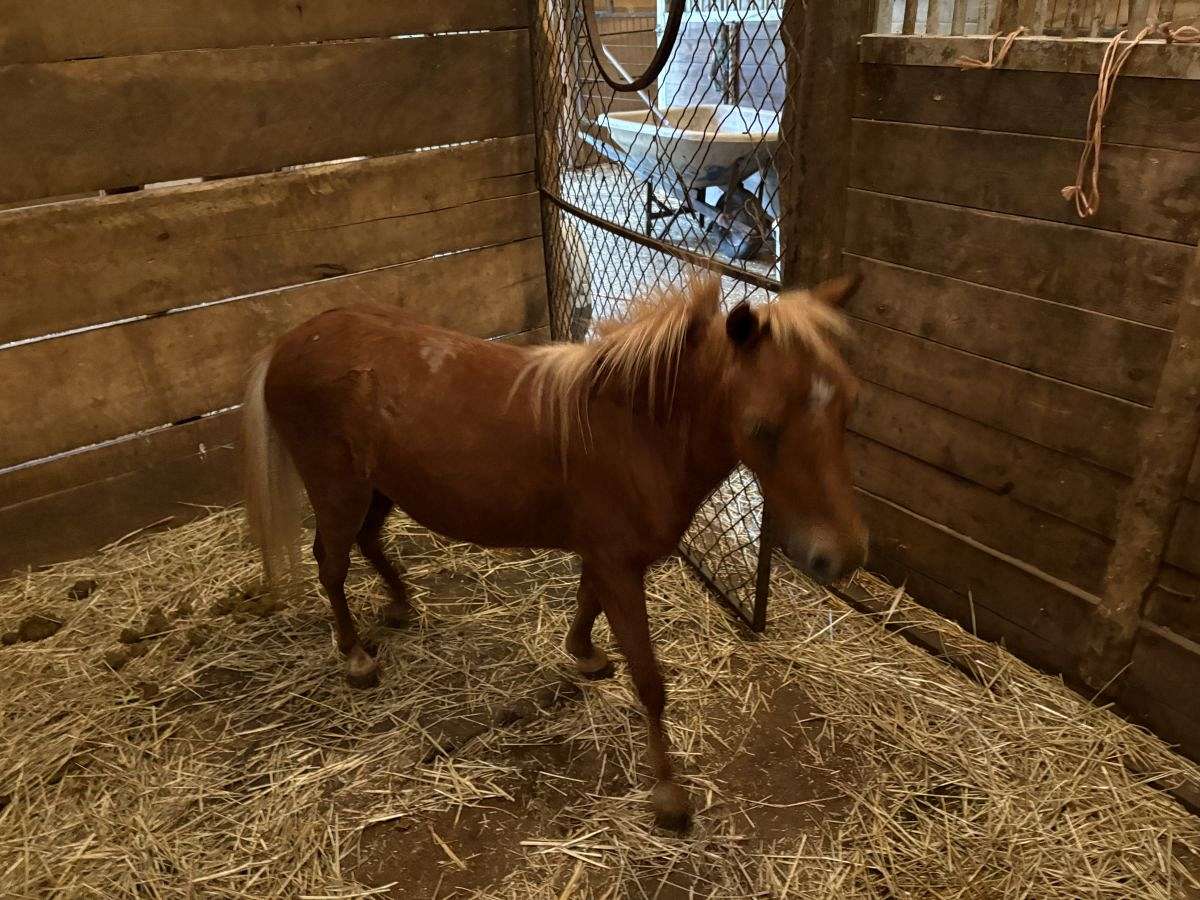 Friendly, Companion, Lovable, Small