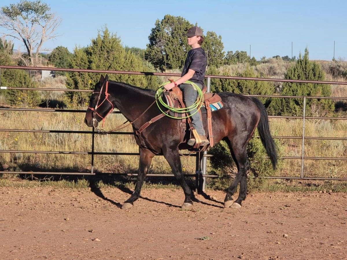 Semi-Retired Rope Horse