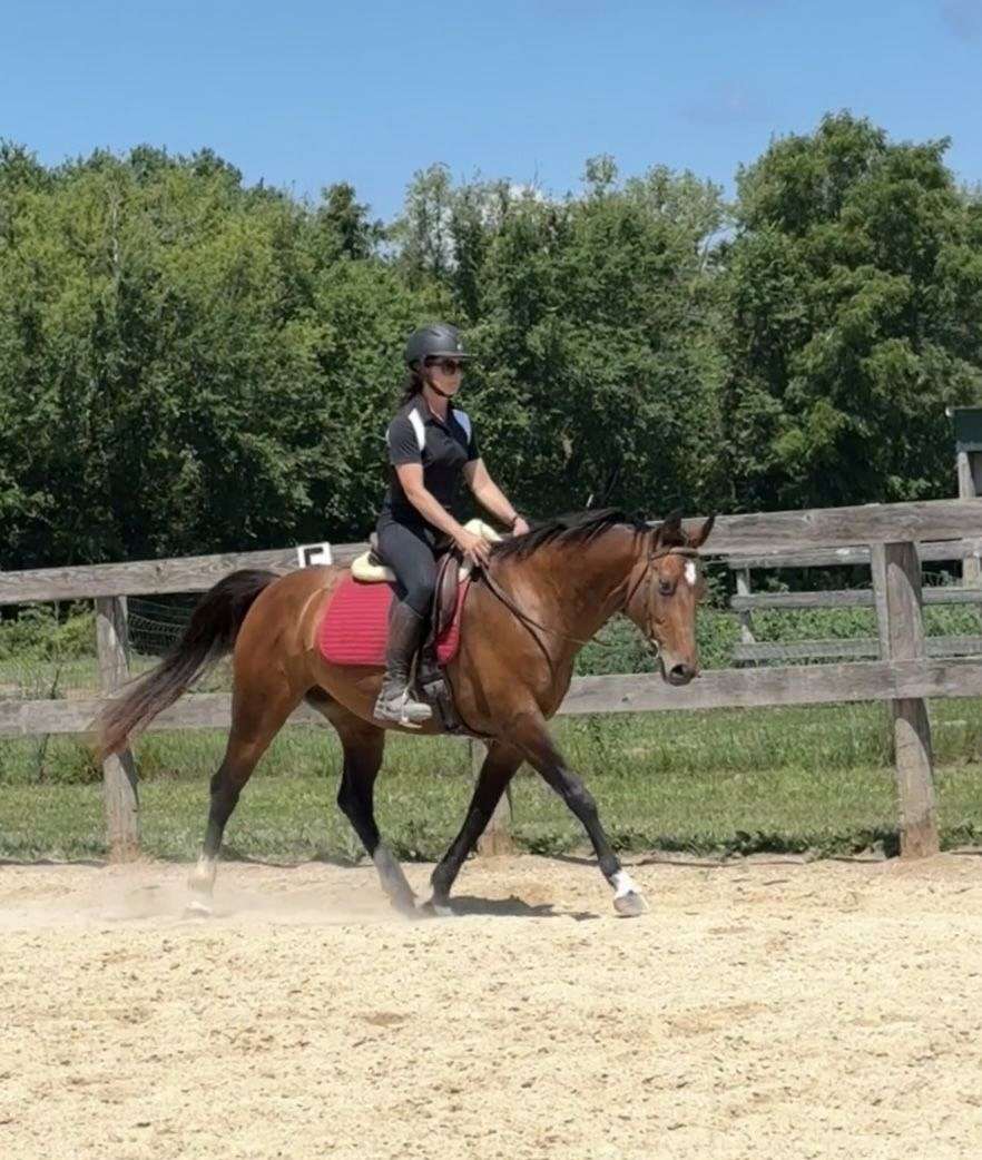 Westphalian Pony Mare