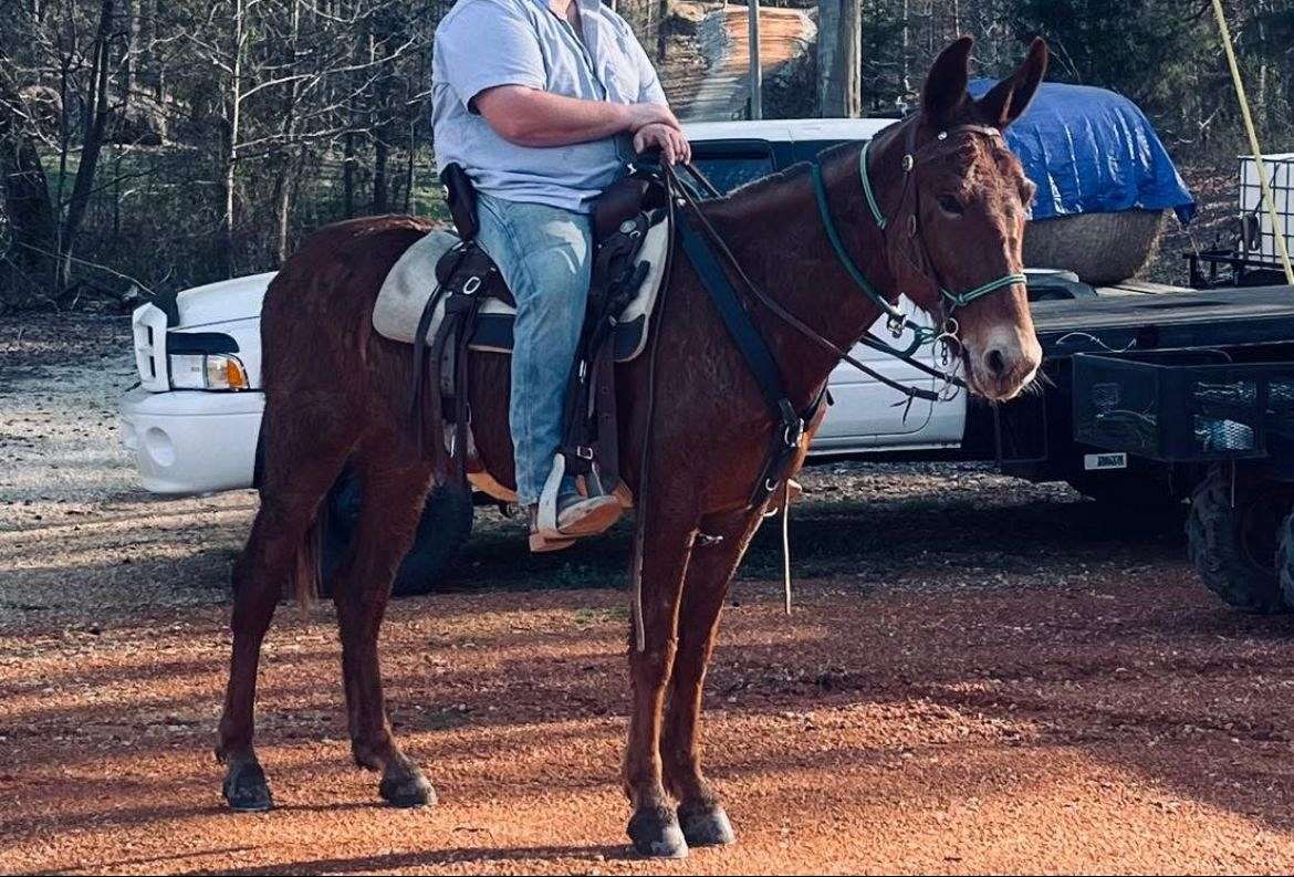 Chestnut/Red John Mule