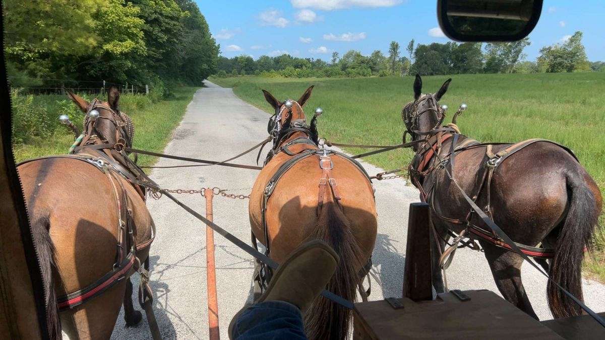 Chestnut/Red John Mule