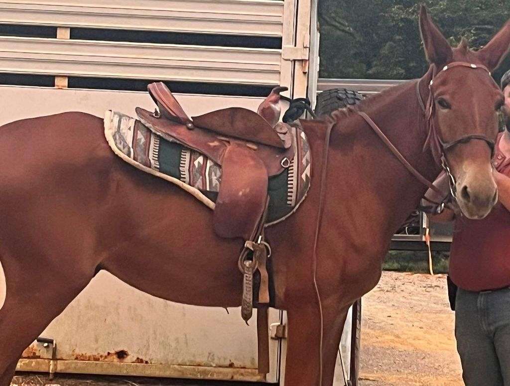 Chestnut/Red John Mule