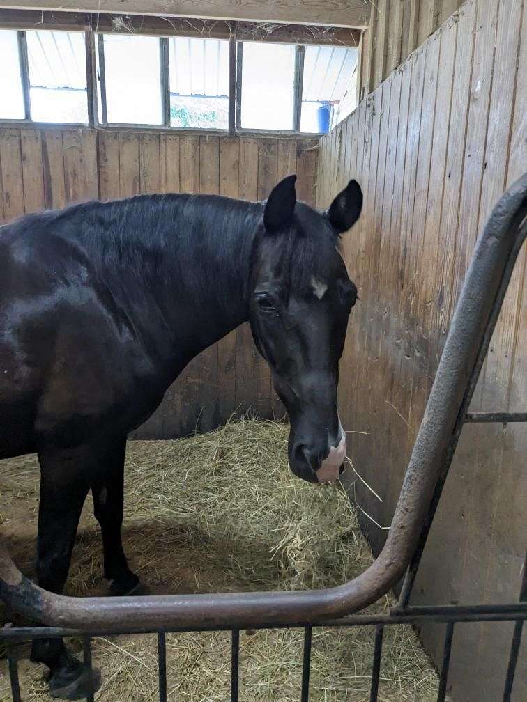 Tennessee Walker for Sale