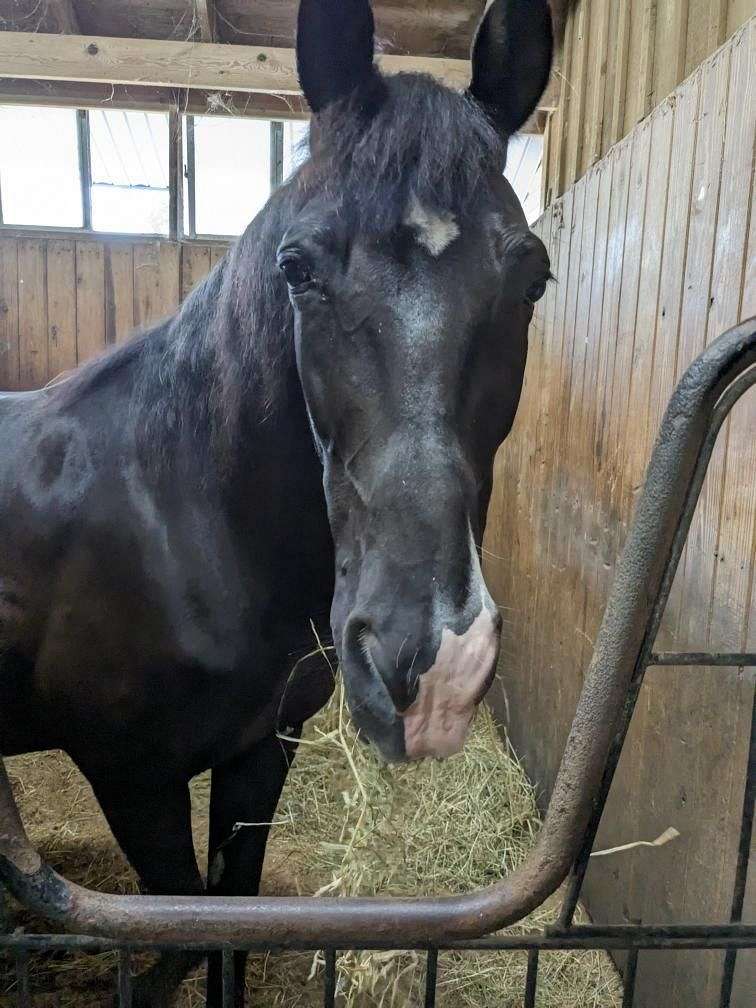 Tennessee Walker for Sale