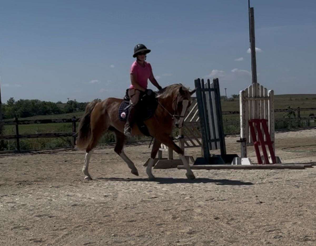 Flashy Morgan Dutch Harness Mare