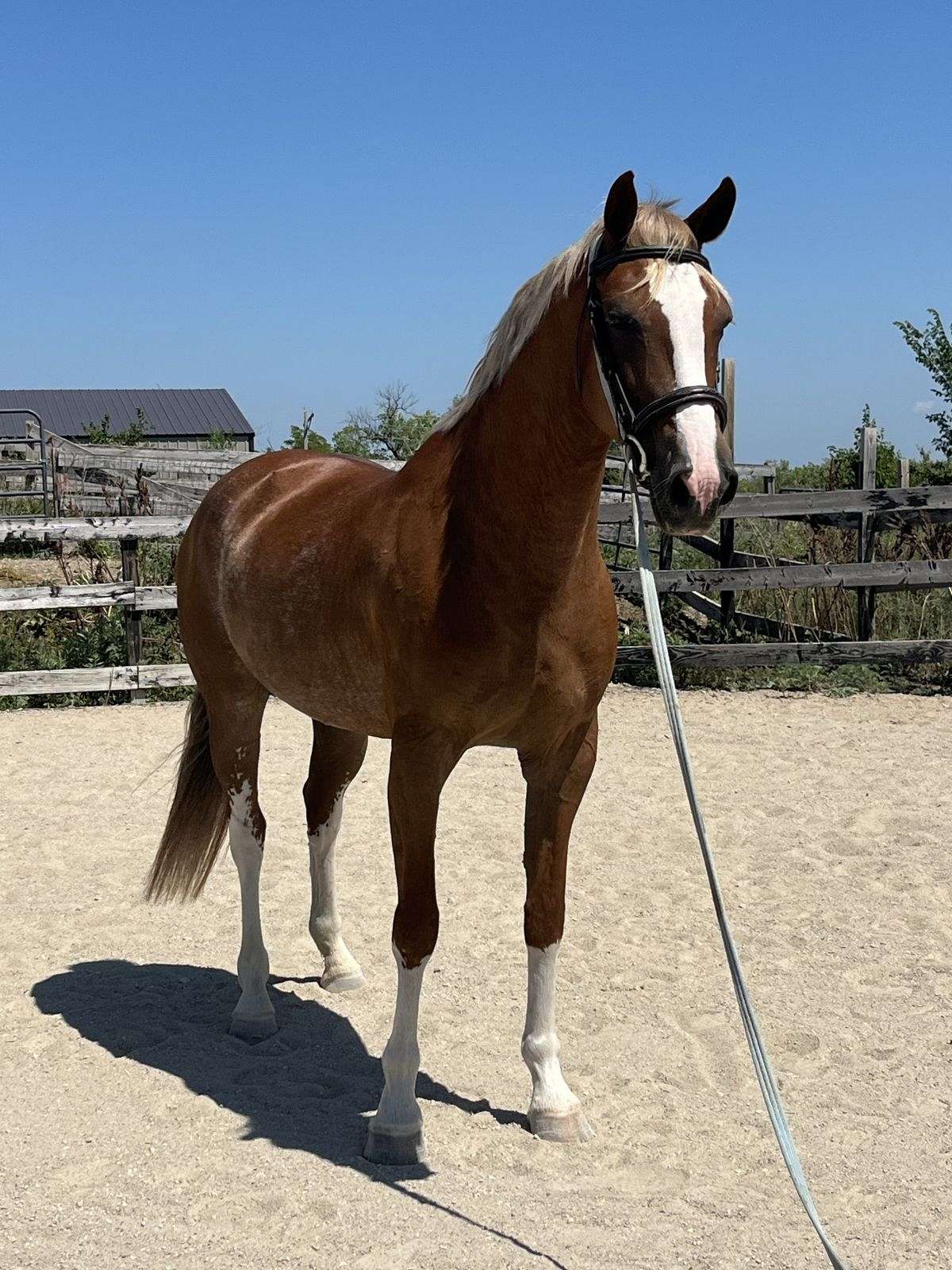 Flashy Morgan Dutch Harness Mare