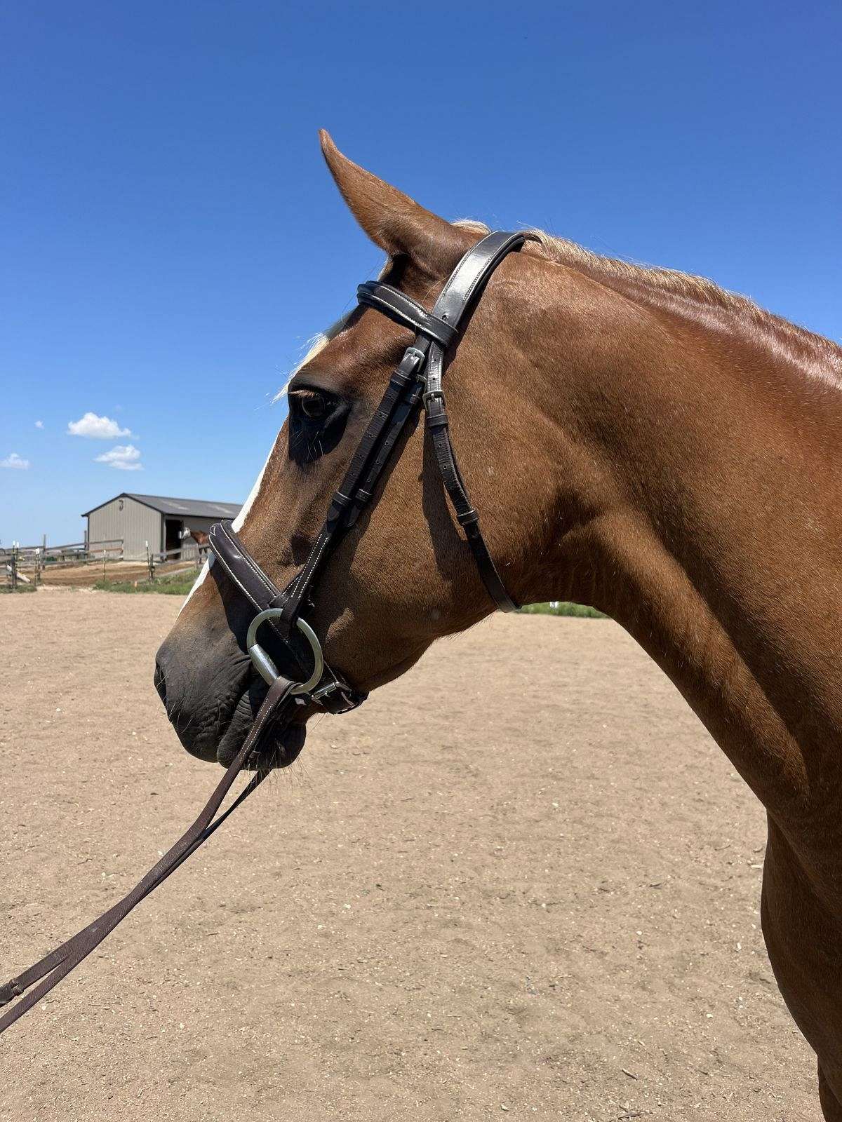 Flashy Morgan Dutch Harness Mare
