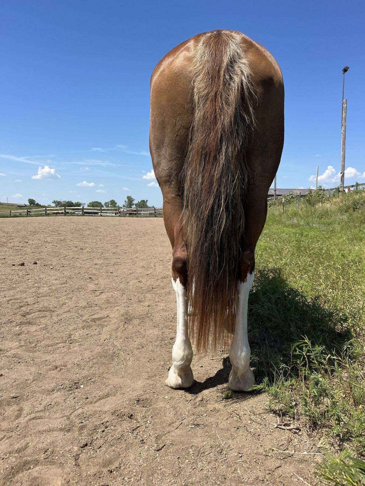 Flashy Morgan Dutch Harness Mare
