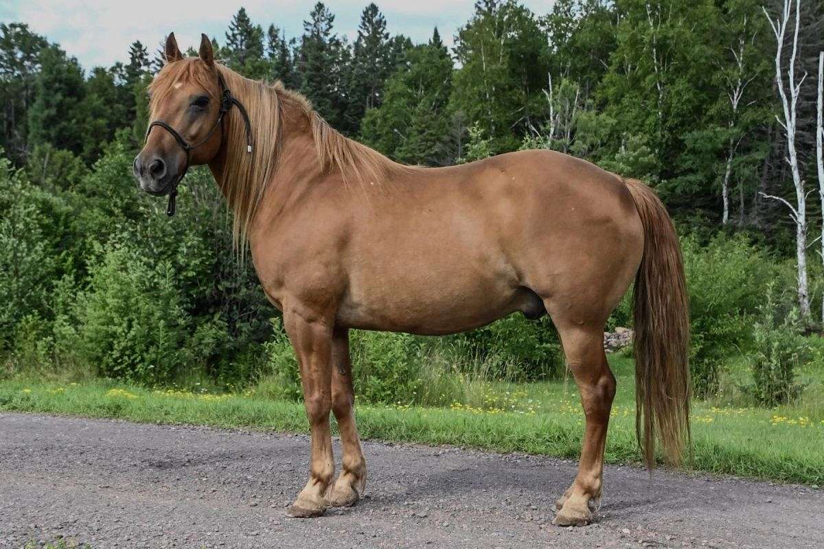 Handy Haflinger/QH Trail Gelding and Friend