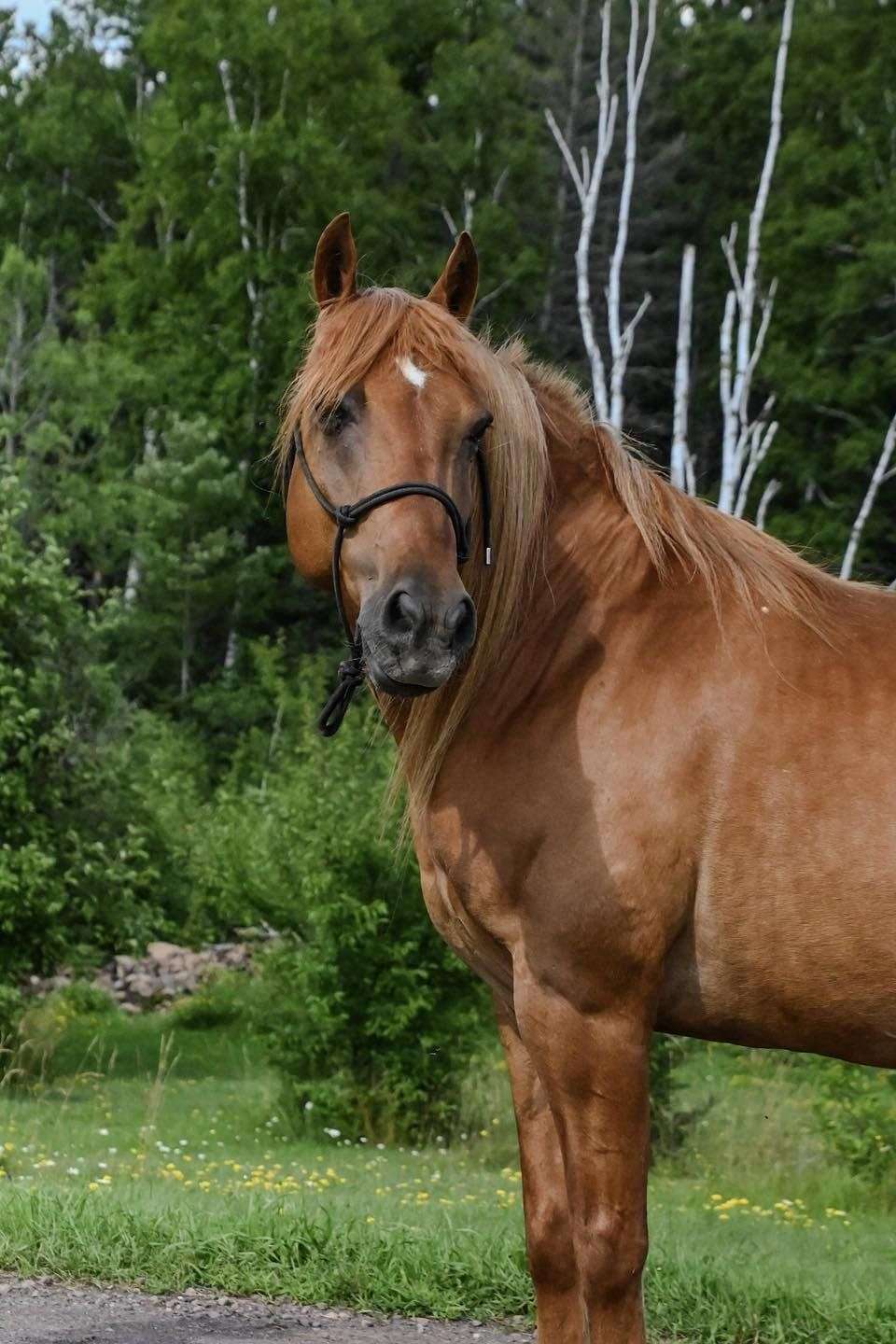 Handy Haflinger/QH Trail Gelding and Friend