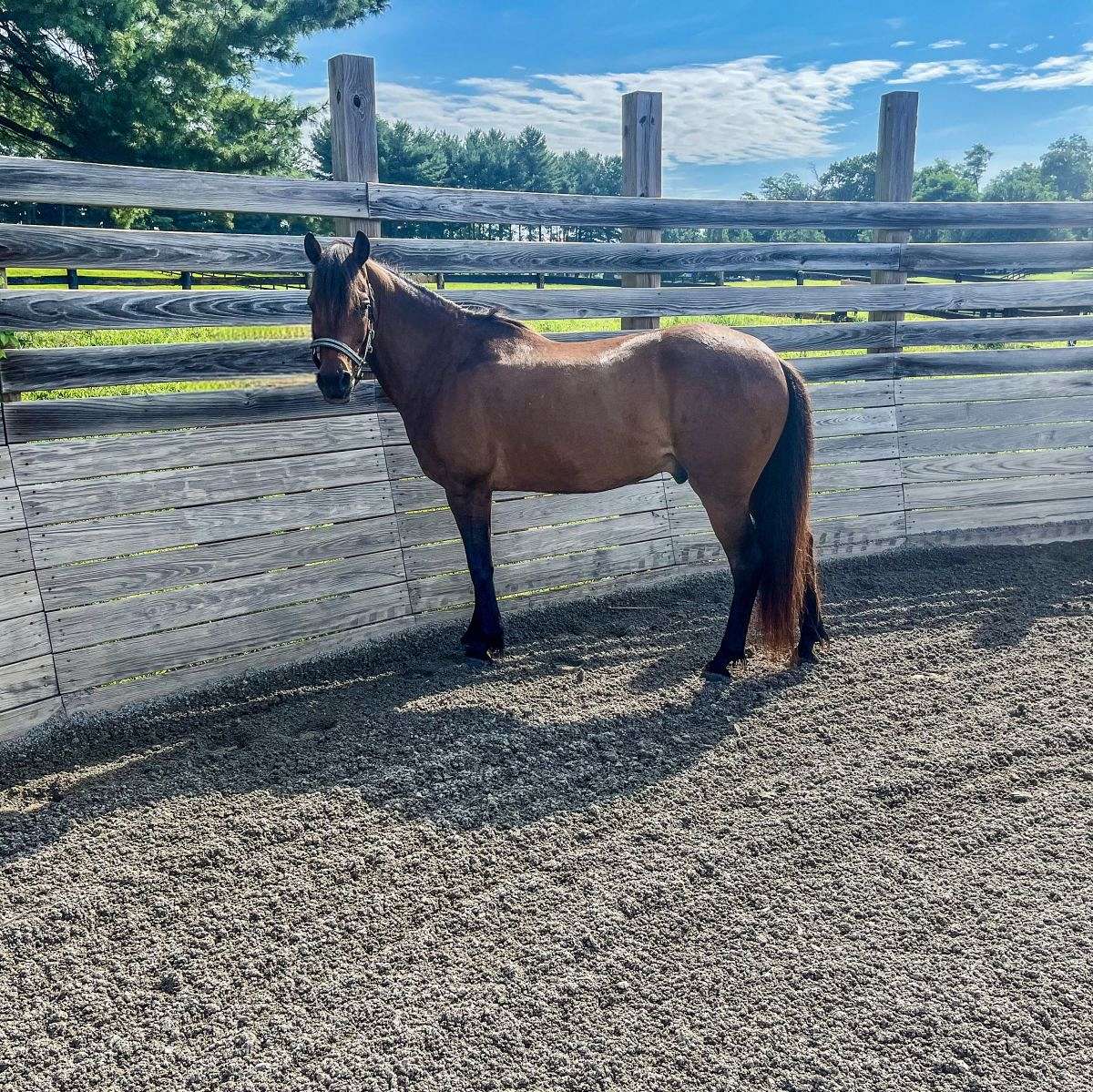 Medium Welsh Cross Pony!