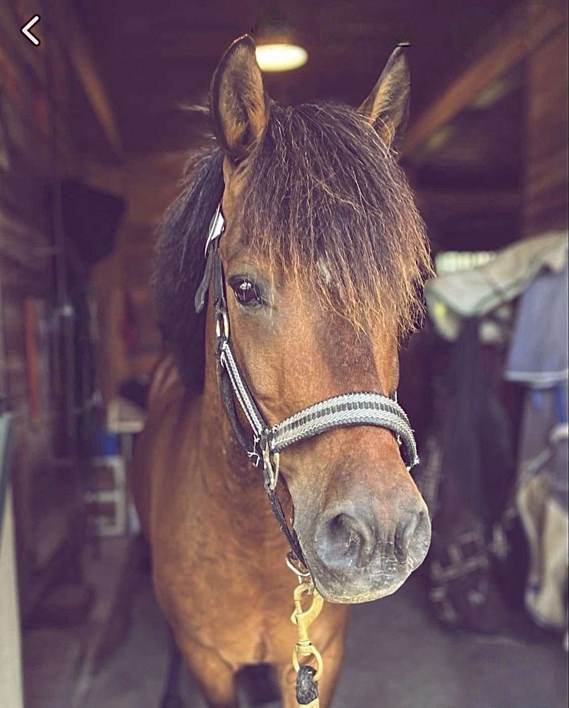 Medium Welsh Cross Pony!